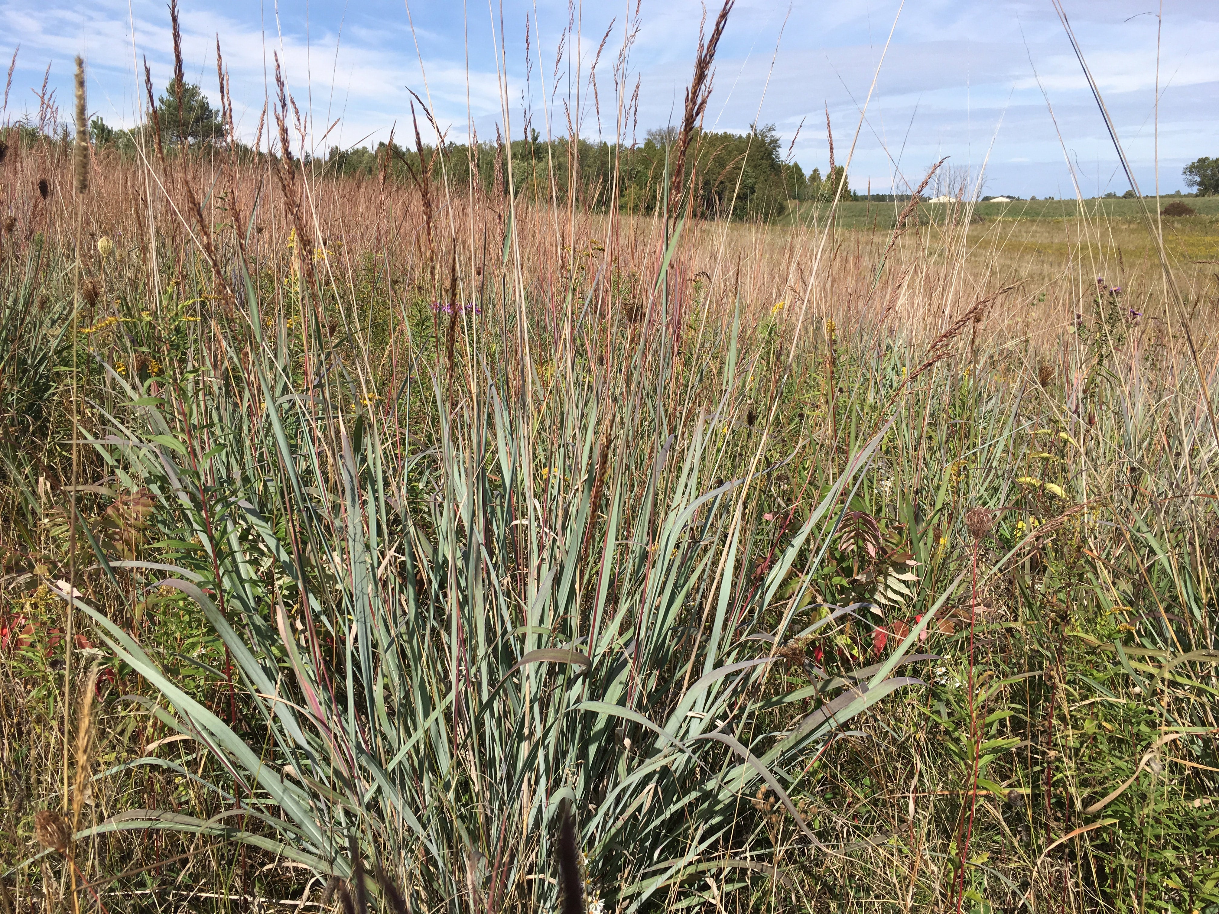 Sorghastrum nutans - Indian grass - 3.5 x 5" Deep Pot | In Our Nature