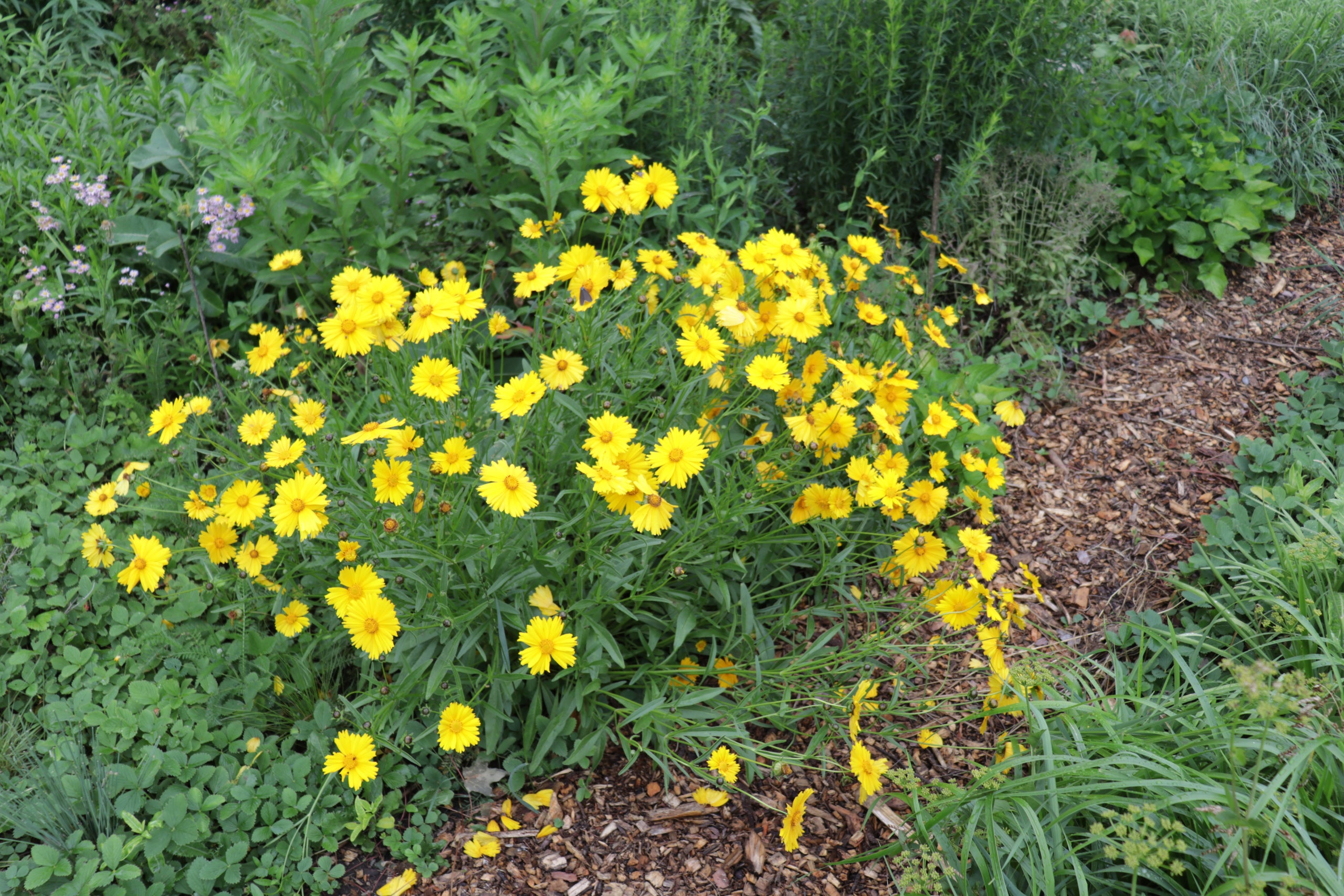 Coreopsis lanceolata - Lanceleaf Coreopsis - 3.5" Pot | In Our Nature