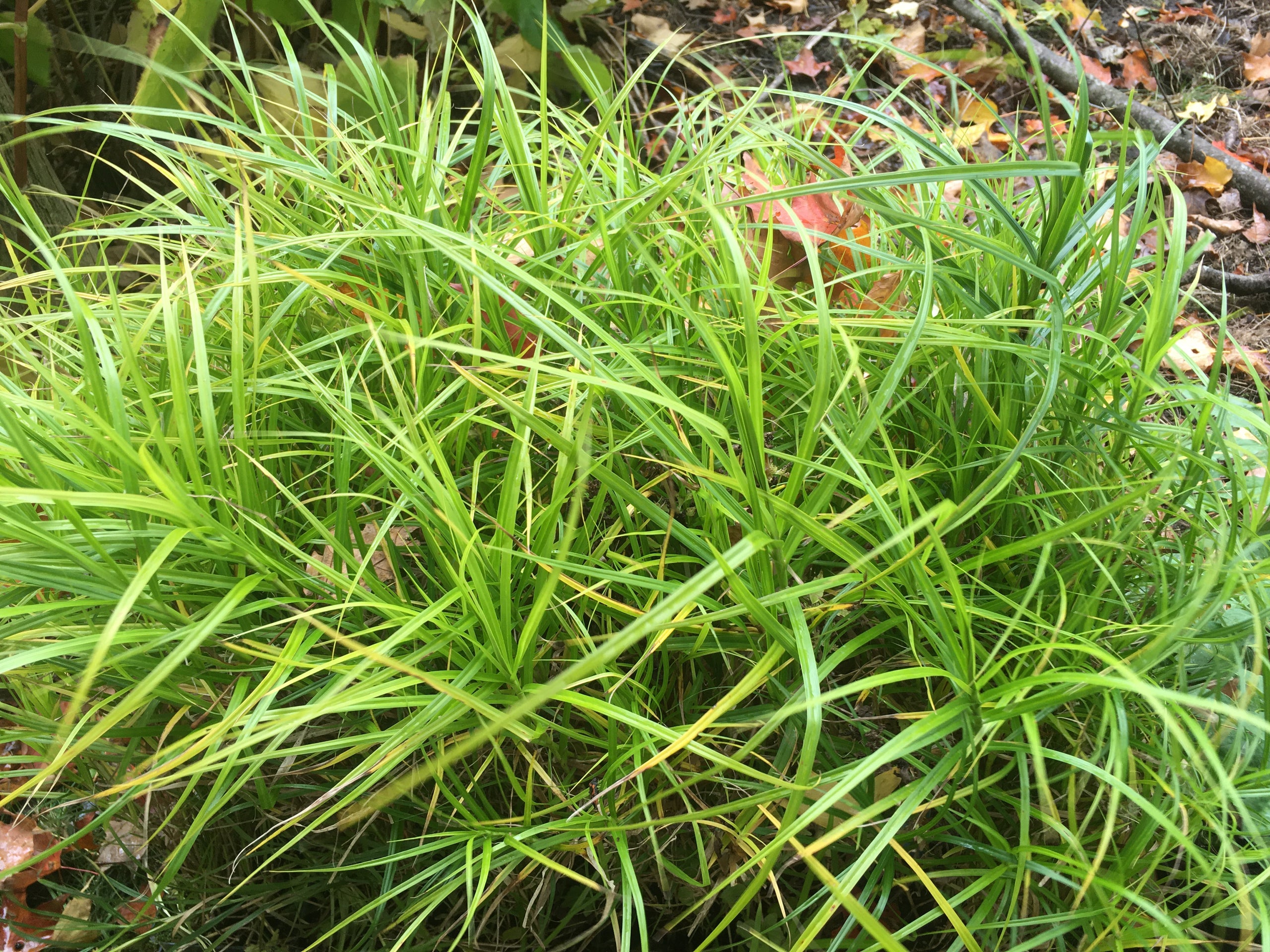 Carex muskingumensis - Palm Sedge - 3.5" Pot | In Our Nature
